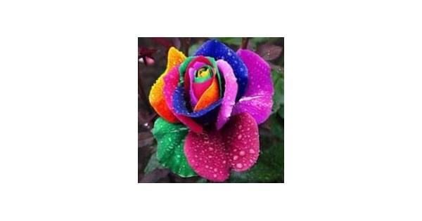 Cynthia Mayer Obituary (1929 - 2016) - Melbourne, FL - FloridaToday