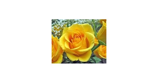 Jolene Thomas Obituary (1957 - 2015) - Legacy Remembers