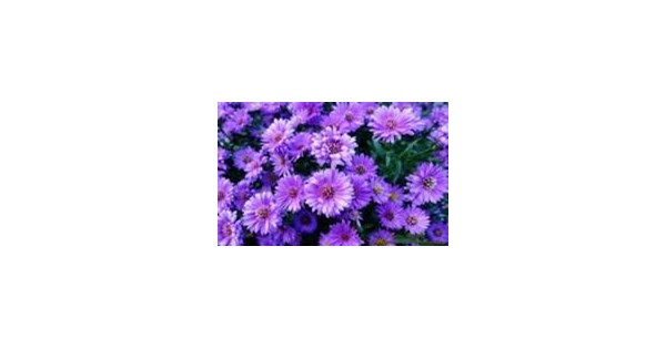 Julia Joyner Obituary (1941 - 2016) - Columbus, GA - Columbus Ledger ...