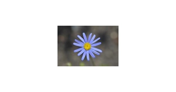 Wanda Lowe Obituary (1945 - 2018) - Sylacauga, AL - AL.com (Birmingham)