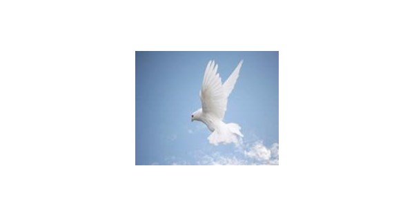 Serina CAPPUCCI Obituary (1948 - 2017) - Palm Beach Garde, FL - The ...