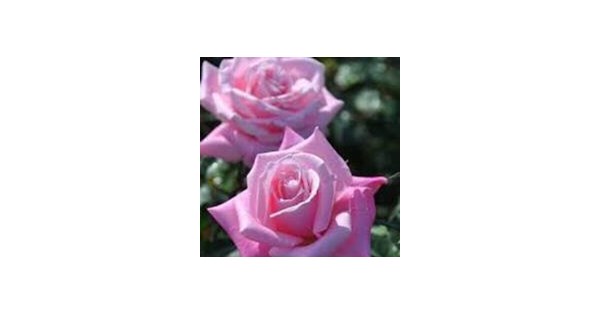 Carol Karr Obituary (1938 - 2020) - Legacy Remembers