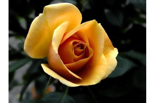 Melissa Ledbetter Obituary (1978 - 2019) - Legacy Remembers