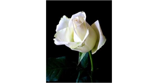 Billie Hartless Obituary (2019) - Roanoke, VA - Oakey’s South Chapel