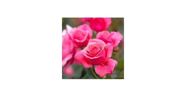Delia Martinez Obituary (1935 - 2023) - Legacy Remembers
