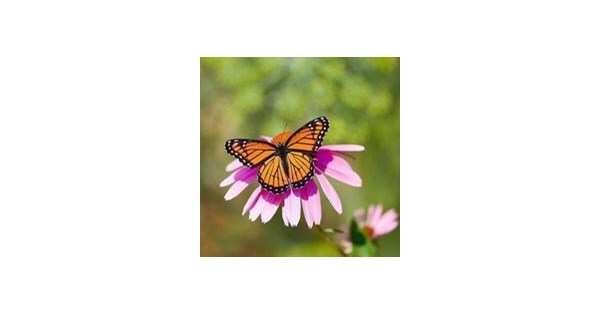 Sandra Gray Obituary (1956 - 2024) - Legacy Remembers