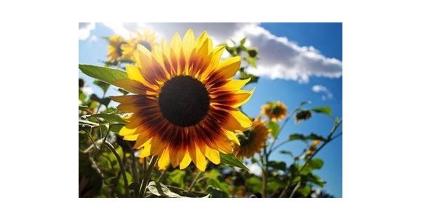 Robert Delozier Obituary (2016) - Mebane , NC - McClure Funeral Service ...