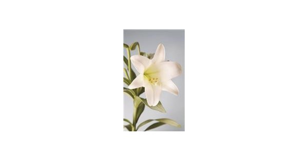 Nicholas Giampietro Obituary (1962 - 2022) - DELTONA, FL - The West ...