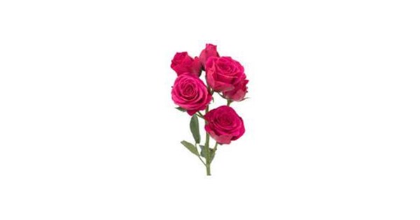 Ruth Collins Obituary (1925 - 2025) - Savannah, GA - Connect Savannah