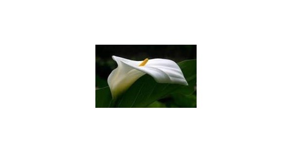 Frances Lewis Obituary (1928 - 2016) - Legacy Remembers