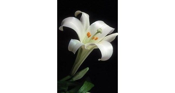 Carrie Gobelman Obituary (1929 - 2013) - Legacy Remembers