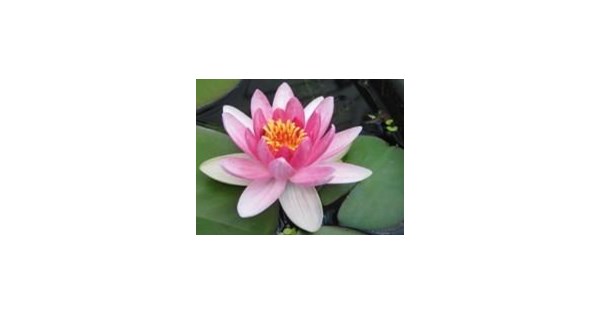 Hong Qin Obituary (1967 - 2017) - Legacy Remembers
