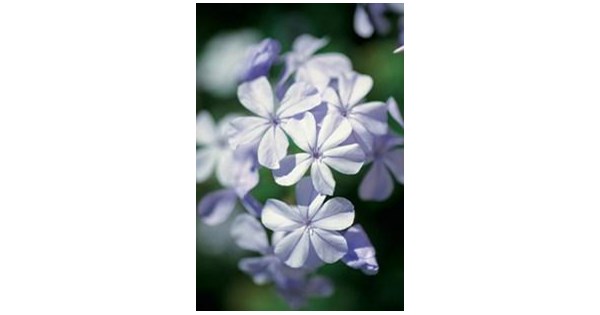 Barbara Stevenson Obituary (1938 - 2012) - Legacy Remembers