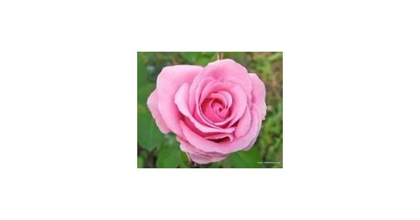 Elizabeth Piccolo Obituary (1944 - 2016) - Legacy Remembers