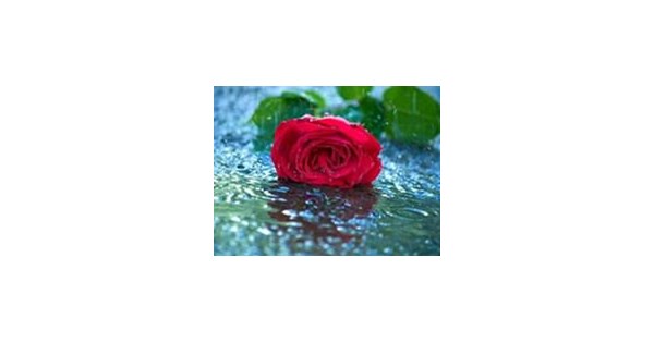 Bertha Castañeda Obituary (1933 - 2015) - Legacy Remembers