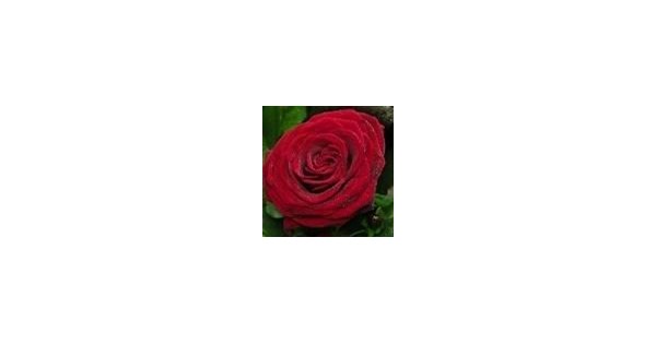 Nancy Herron Obituary (1923 - 2010) - Legacy Remembers