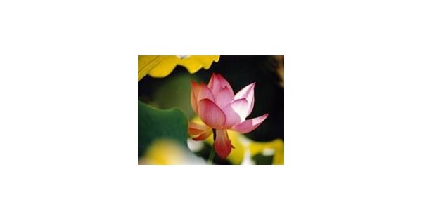 Wei-Fen Lo Obituary (2014) - Legacy Remembers