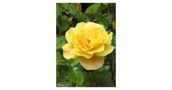 Sandra Lyle Obituary (1935 - 2009) - Legacy Remembers