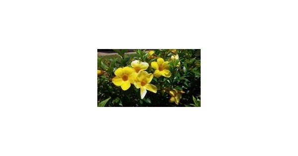 Clara Elliot Obituary (1919 - 2016) - Legacy Remembers