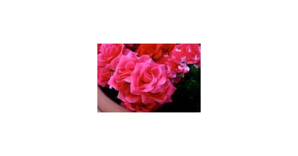 Helen Medina Obituary (1920 - 2017) - Legacy Remembers