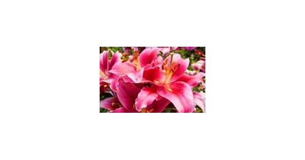 Mary Pegram Obituary (1931 - 2016) - Legacy Remembers