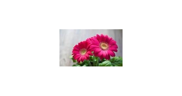 LeAnn Edwards Obituary (1947 - 2017) - Legacy Remembers
