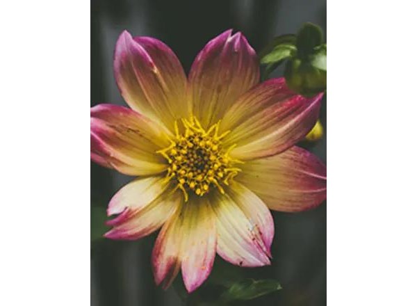 Cheri L. Beck Obituary (1982 - 2025) - Norristown, PA - WFMZ-TV 69 News