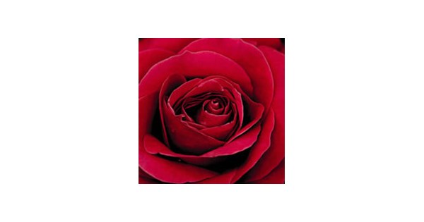 Nadine Booth Obituary (2024) - Tampa, FL - Boza & Roel Funeral Home