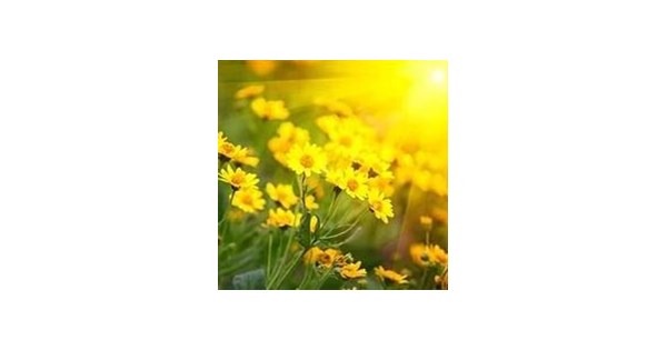 Sandra Kay Rodgers Obituary (1950 - 2026) - Middleton, TN - Charleston ...