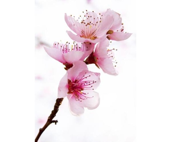 Ann M. Arruda Obituary (2023) - Fall River, MA - Oliveira Family ...