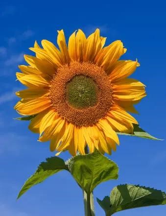 Phyllis Jacques Obituary (2025) - Peru, NY - Hamilton Funeral Home, Inc ...
