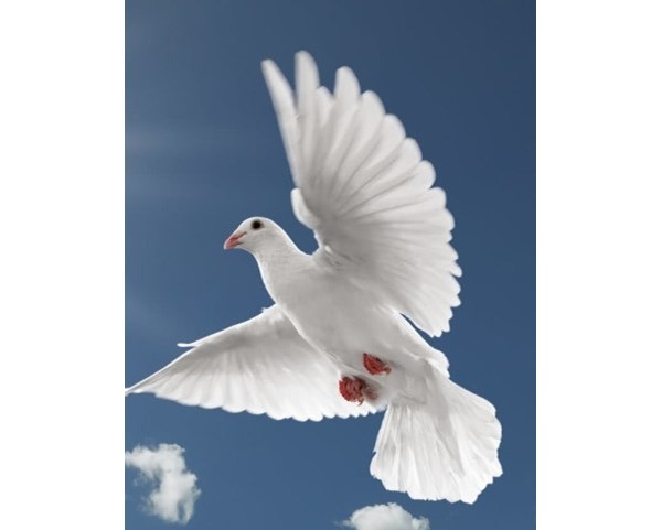 Steven Odell Rickards Bey Obituary (2024) - Bishopville, SC - JP Holley ...