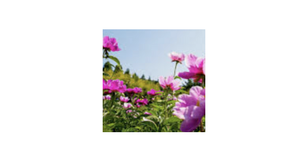 Diane Sutton Obituary and Online Memorial (2025)