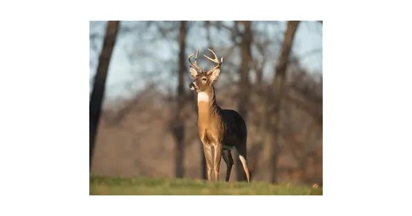 David Bryon Grindstaff Obituary (2025) - Hendersonville, NC - Forest ...