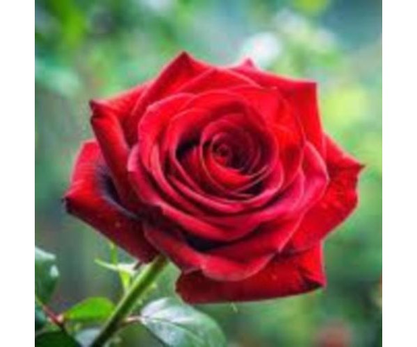 Mrs. Laura "Nell" Penton Obituary (1946 - 2026) - Covington, LA - AN17