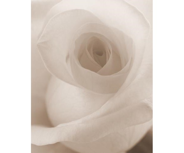 Susan Jackson Obituary (2026) - Albany, OR - AAsum-Dufour Funeral Home ...