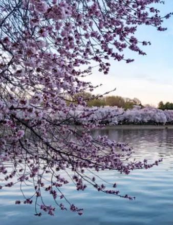 Margarita Matilda Davis Obituary (2024) - Tampa, FL - Scrivens Johnson ...