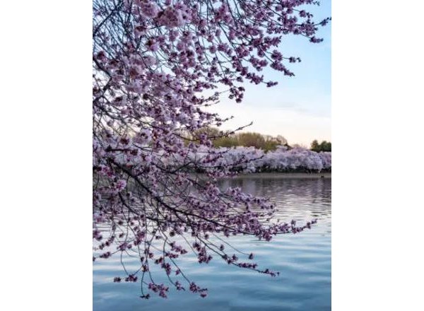 Margarita Matilda Davis Obituary (2024) - Tampa, FL - Scrivens Johnson ...