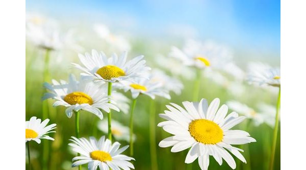 Diane Pitmon Obituary (2025) - Indianapolis, IN - Cremation Society of ...