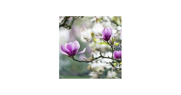Doris Evelyn Reid Obituary (2026) - Scottville, MI - Wyman Funeral ...
