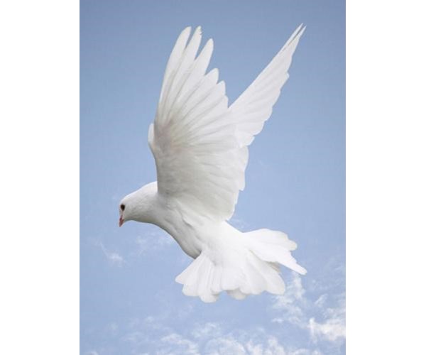 Dwight Richardson Obituary and Online Memorial (2026)