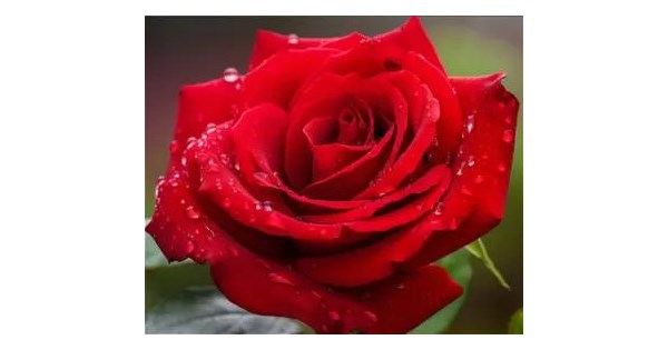 Daphne Elizabeth Howell Obituary (2025) - Shelbyville, TN - Doak-Howell ...