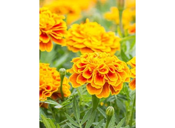 Serena K. Montague Obituary (2026) - Manalapan, NJ - Freeman Funeral ...