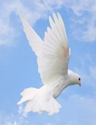 Mr. Ralph Wiseman Obituary (2025) - Dallas, GA - Benson Funeral Home ...