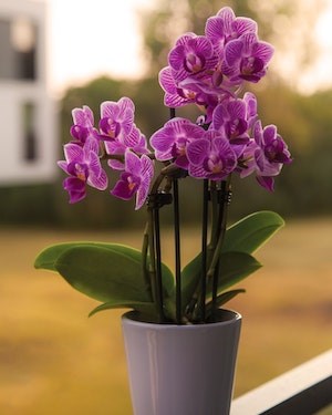 Janet Kay Simpson Obituary (2026) - Maryville, TN - Dotson Funeral Home ...