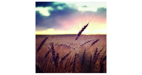 Roice Nelson Kreuger Obituary (2023) - Springville, UT - Wheeler ...