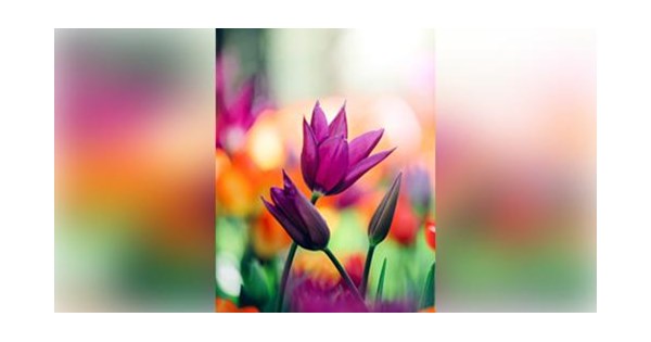 Eileen A. DeLucia Obituary (2023) - Deer Park, NY - Mangano Family ...
