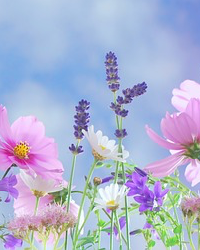 Phyllis Wyberg Obituary (2026) - Pittsburgh, PA - O'Brien's Funeral Home