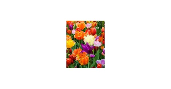Jean Mayfield Obituary (2023) - Savannah, TN - Shackelford Funeral ...