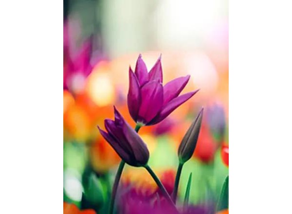 Cynthia Bruni Obituary (2025) - New Port Richey, FL - International ...